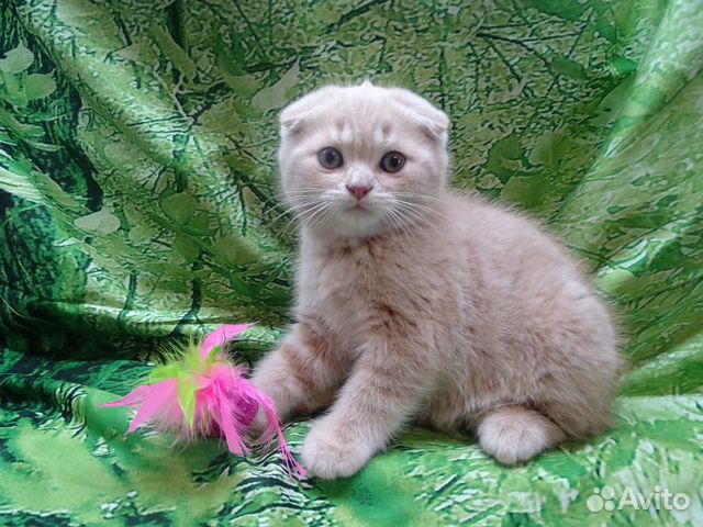 Озорной котейка