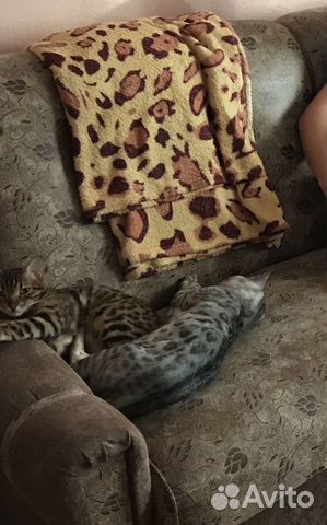 Бенгальская кошка и кот
