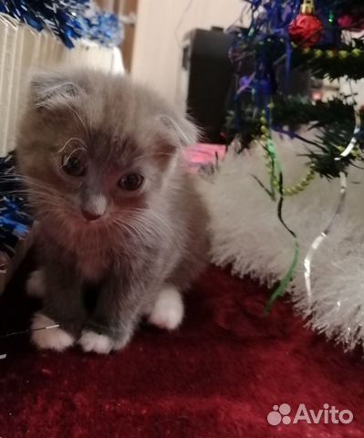 Шотландские вислоухие котята