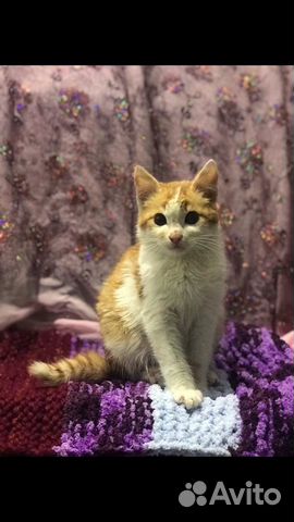 Котёнок мальчик