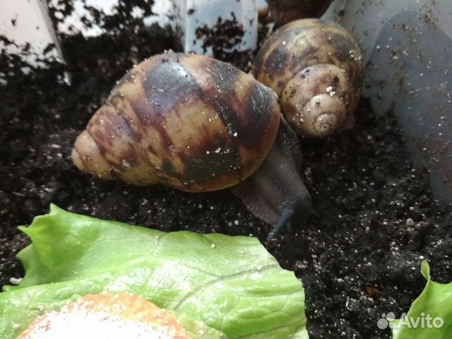 Улитки Archachatina marginata marginata F3