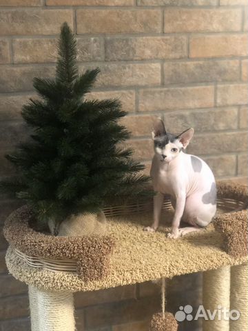 Вязка сфинкса (кот)