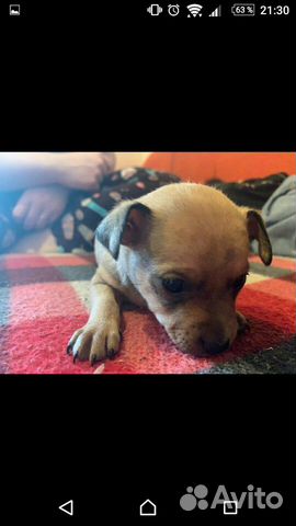 Мини той терьер