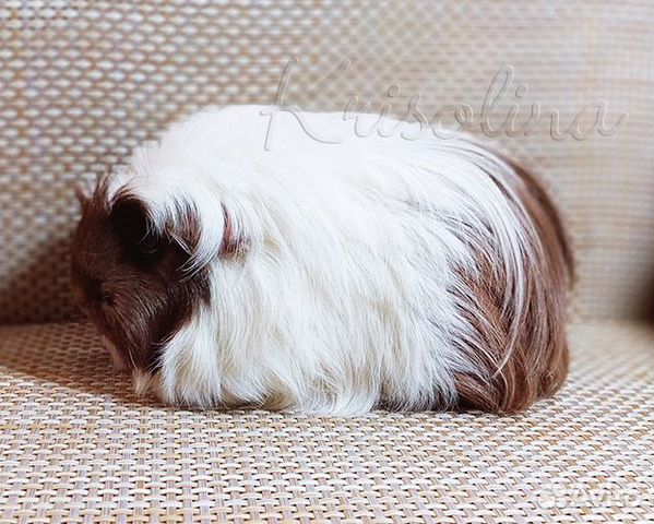 Свинка морская коронет