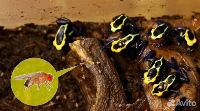 Кормовая Муха. Хидея, Меланогастер