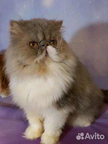 Перс кастрат