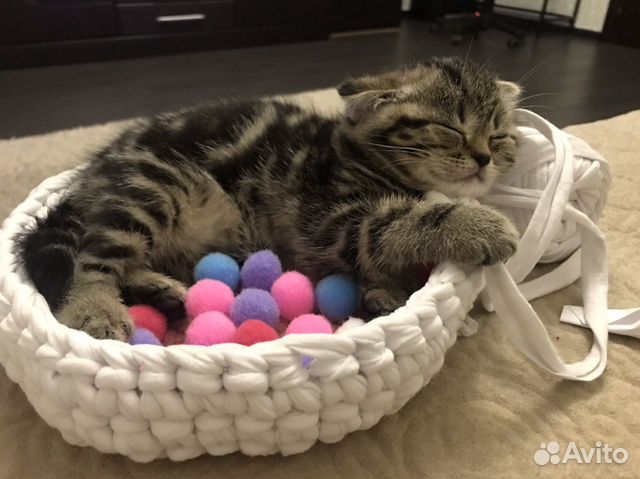 Продам котёнка