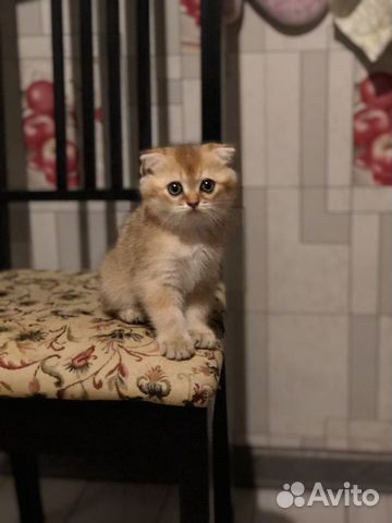 Золотой котёнок, Шотландец