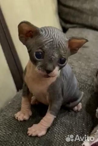 Продам котёнка канадского сфинкса