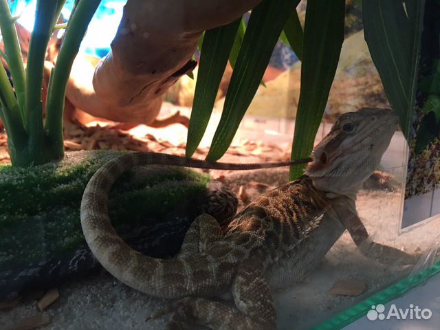 Ящерица Домашний дракон Бородатая агама