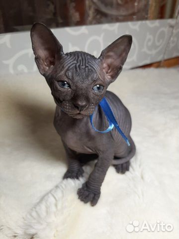 Продам котят канадского сфинкса