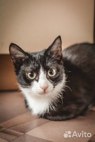 Котёнок 6 мес