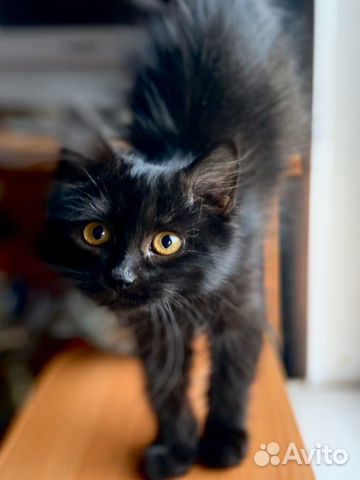 Черная Жемчужинка хочет к маме