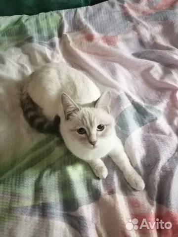 Продам кошечку британка