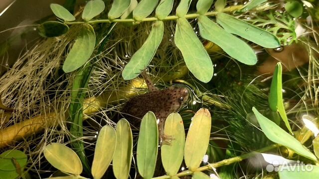 Лягушка карликовая (Hymenochirus boettgeri)