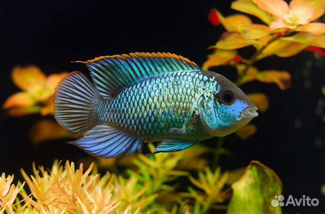 Нанакара неоновая