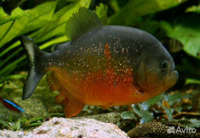 Рыба пиранья натерера