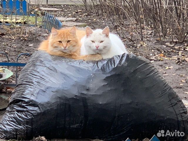 Котята