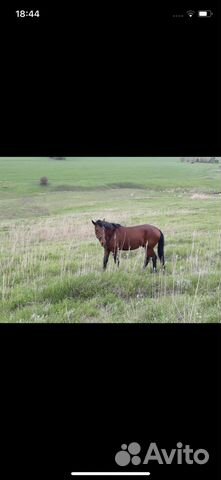Жеребец Кабардинской породы 5лет