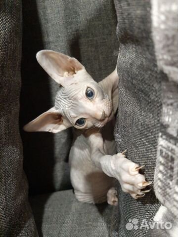 Донской сфинкс