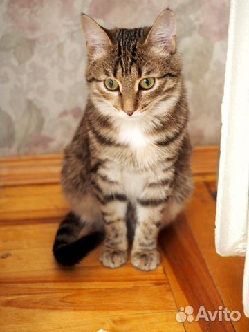 Молодая кошечка 4 мес