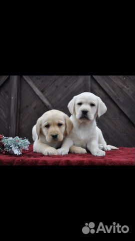 Щенок лабрадора