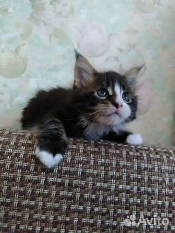 Харизматичный парень с правом разведения