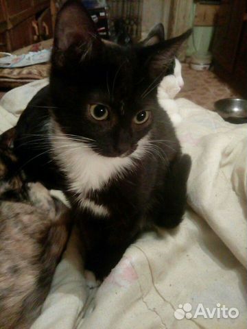 Котенок девочка 4месяца