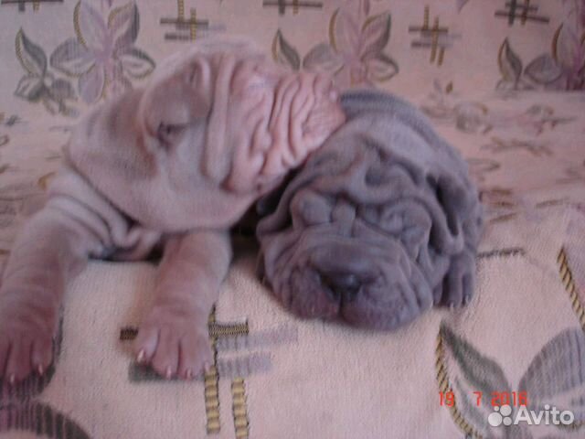 Щенки шар-пея