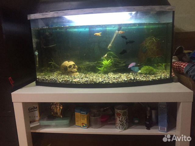 Аквариум 150 литров вместе с двумя сомами платидор