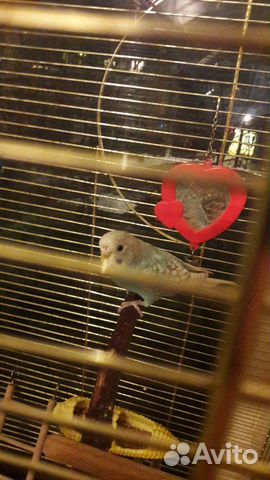 Волнистик девочка 3 месяца