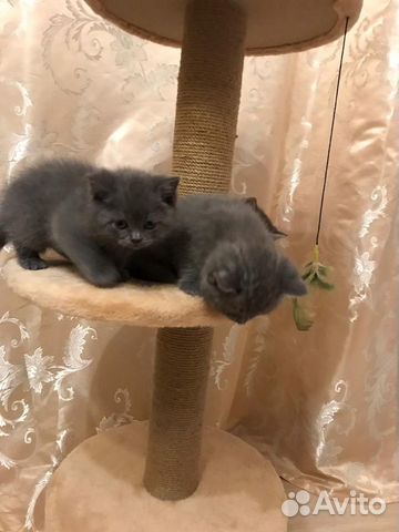 Котята британцы