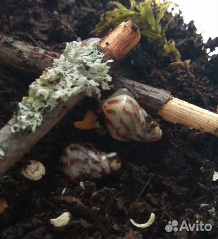 Лимиколярия фламмея