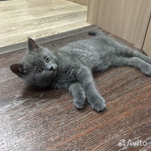 Продам котёнка британец прямоухий (девочка) игрива