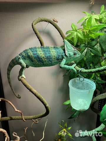 Хамелеон с террариумом, поилкой и лампой
