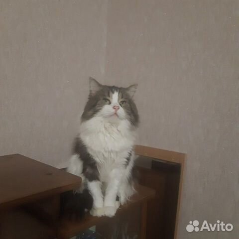 Вязка с породистым котиком