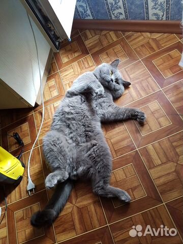 Продам кота британец №