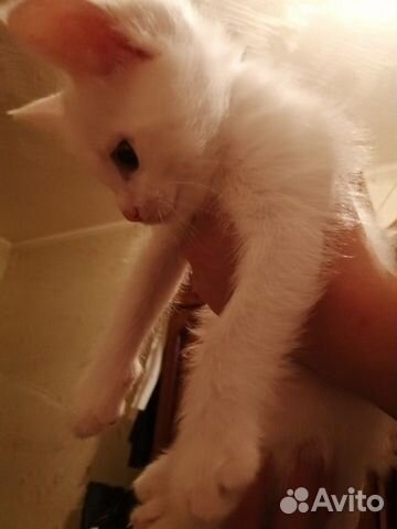 Котенок, помесь турецкой ангоры