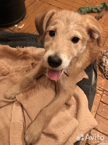 Щенок в хорошие руки