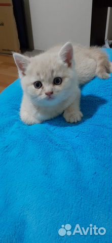 Шотландские котята