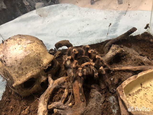 Паук птицеед Acanthoscurria geniculata