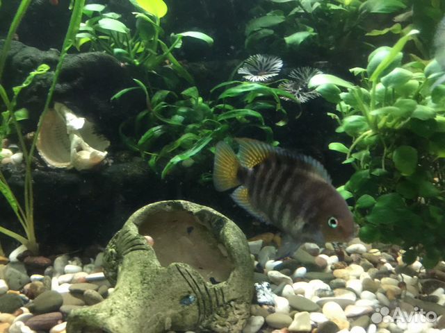 Цихлазома Седжика (Самка) или меняю на самца