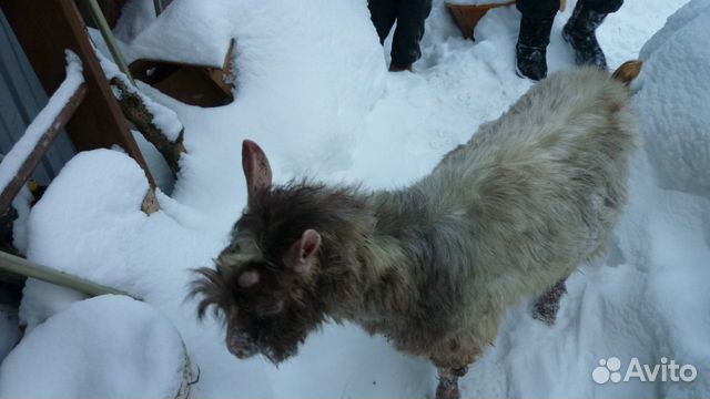 Козёл покрытие.Продажа