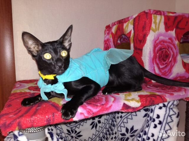 Кошка Ориенталка