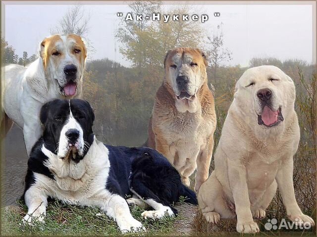 Взрослые алабаи