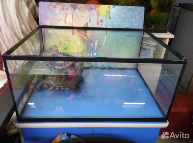 2 красноухие черепахи и аквариум
