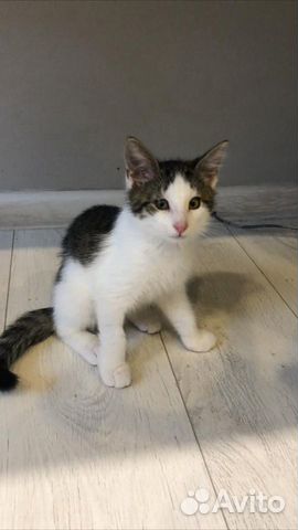 Замурчательный котенок,3,5 мес
