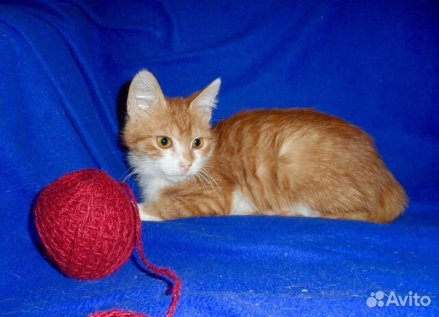 Котята Рыжее Золото в дар в добрые руки на счастье
