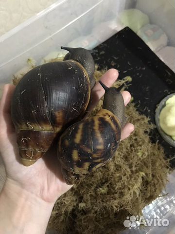 Улитки Маргината Маргината