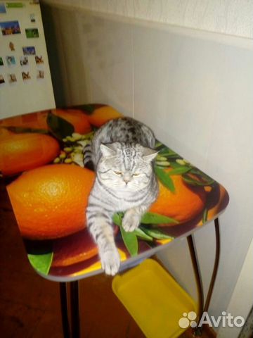 Кот на случку
